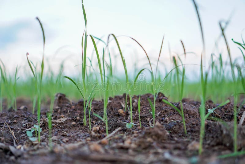 Rice Seedlings, the Concept of Farmer Planting Rice.. Stock Photo ...