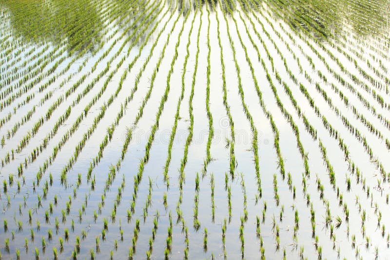 Rice seedlings stock photo. Image of season, water, rural - 177328646