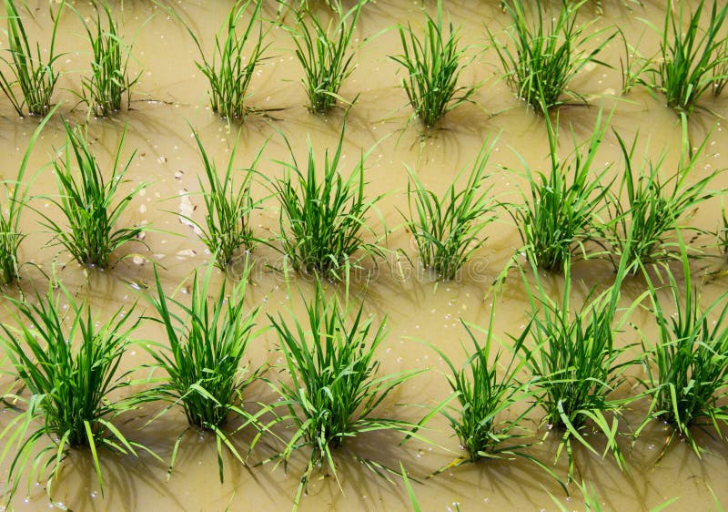 Rice seedlings stock photo. Image of meadow, asia, farmland - 31665834