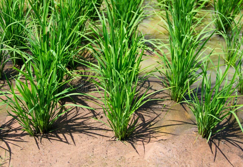 Rice seedlings stock photo. Image of meadow, asia, farmland - 31665834