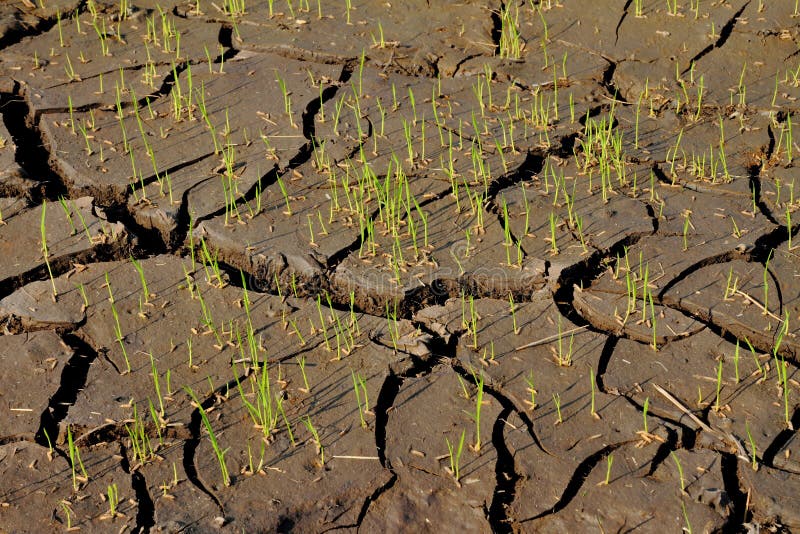 Rice seedlings germinated stock photo. Image of drought - 25154476