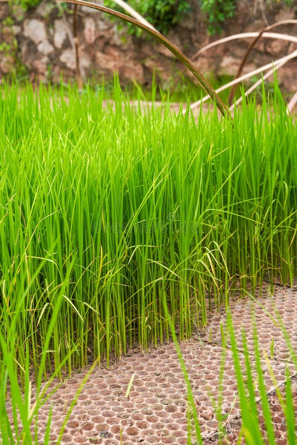 Rice Seedlings Growing in the Field Stock Image - Image of lawn ...
