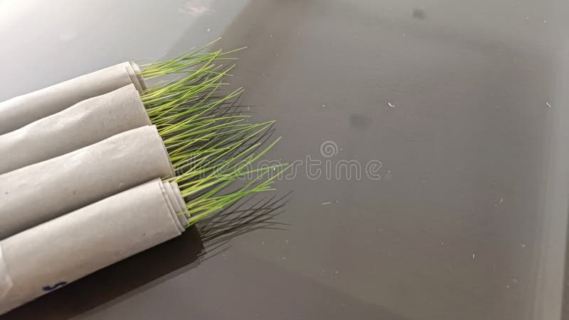 Rice Seedlings Growing on Rolled Test Paper Media for Germination ...