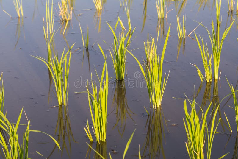 Rice seedlings stock photo. Image of field, organic, water - 75146506