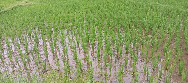 Rice Seedlings that Have Just Been Planted Stock Image - Image of food ...