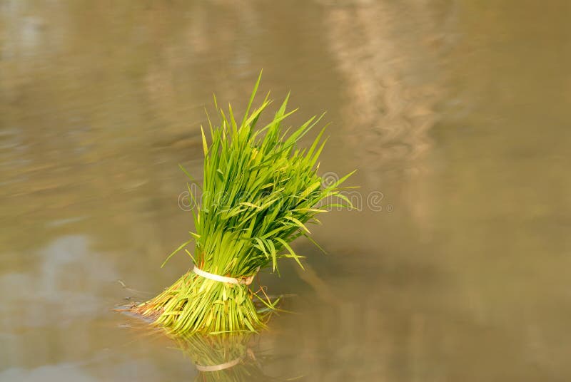 Rice Seedlings on Muddy Water Stock Photo - Image of harvest, farm ...