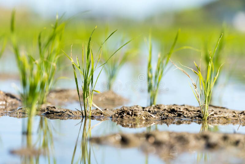 Rice Seedlings Grown in a Nursery are Ready To Be Planted in a Rice ...