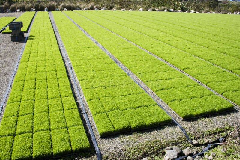 Rice Seedlings at a Nursery Stock Photo - Image of field, crop: 8210052