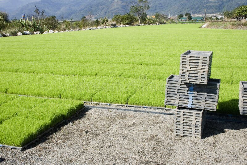 Rice Seedlings at a Nursery Stock Photo - Image of asia, staple: 8210960