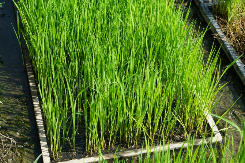 Rice Seedlings Nursery in Trays Stock Photo - Image of rice, fresh ...