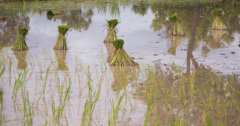 Ridge at paddy field stock image. Image of agriculture - 103527731
