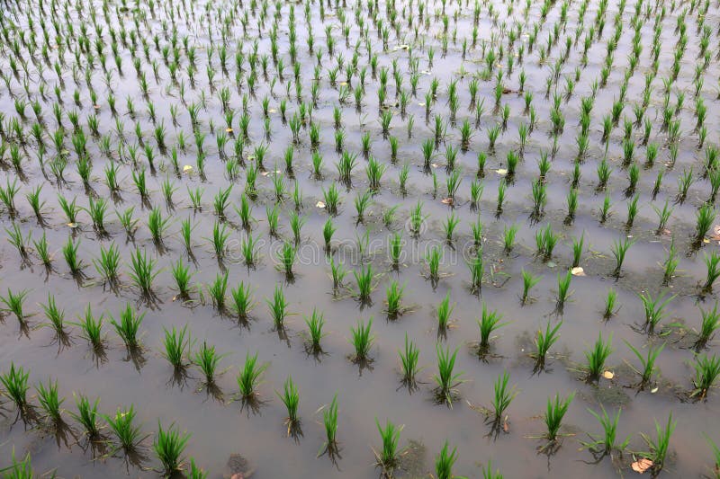 Rice Seedlings in Paddy Fields Stock Image - Image of farming ...