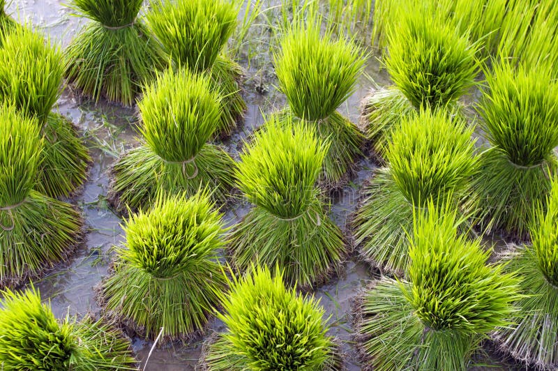 Rice Seedlings on Paddy Fields Stock Image - Image of food, growth ...