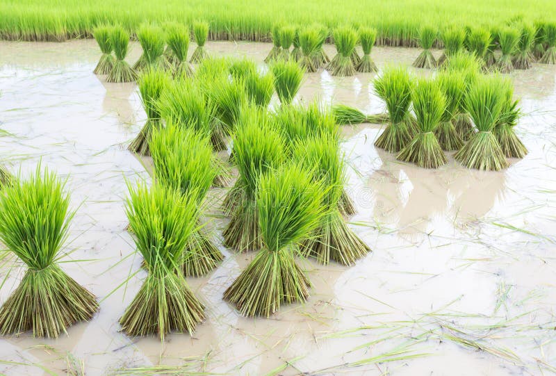 Rice seedlings. stock image. Image of agriculture, asia - 32793531