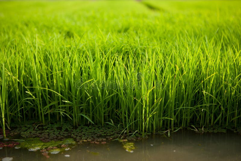 Rice Seedlings in the Fields before Planting in Muddy Fields Stock ...
