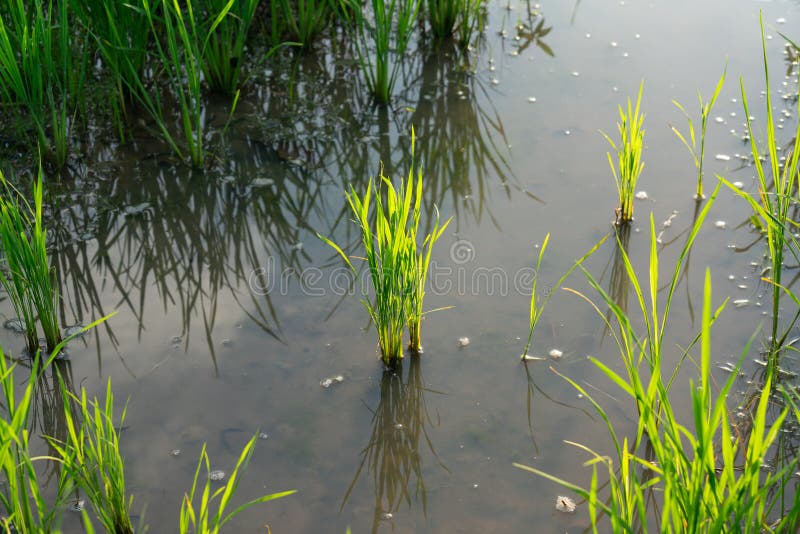 Rice seedlings stock photo. Image of fresh, seedling - 349960850