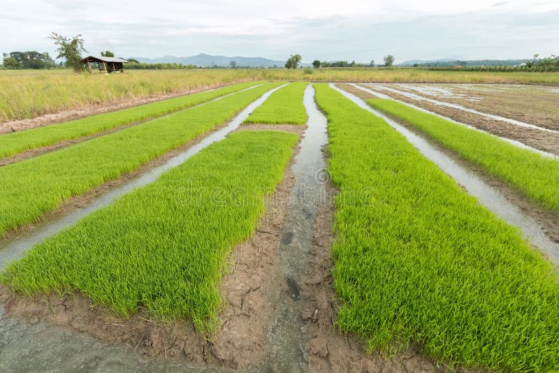 Rice seedlings stock image. Image of farmland, lush, landscape - 58789155