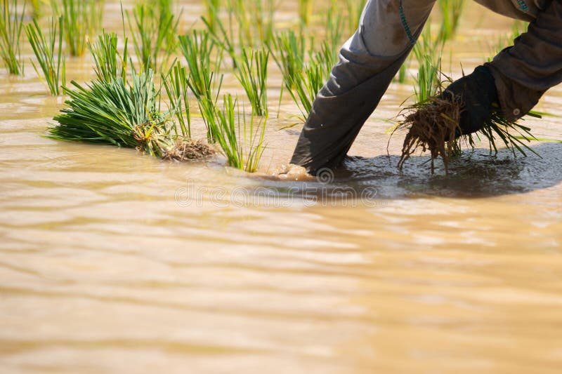 Rice Seedlings Ready for Planting. Method of Planting Rice by Pulling ...