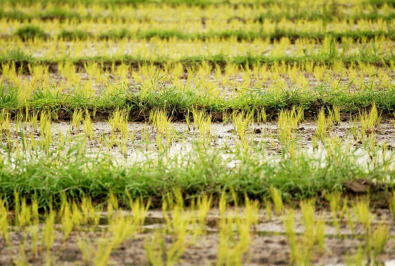Rice Seedlings, Rice Sprouts Stock Photo - Image of yellow, farm: 44803454