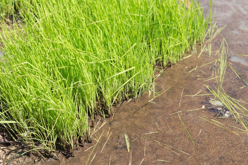 Rice Seedlings, Sapling Planting Stock Image - Image of grow, green ...