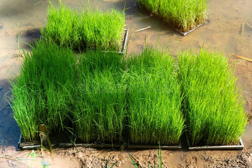 Rice Seedlings in Seedling Trays,Rice Seedling Stock Photo - Image of ...