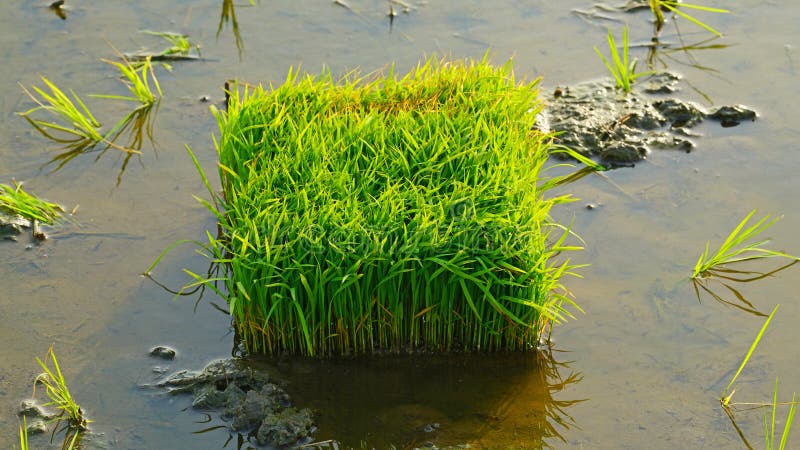 Rice Seedlings Thrown into the Rice Paddy for Planting. Stock Photo ...