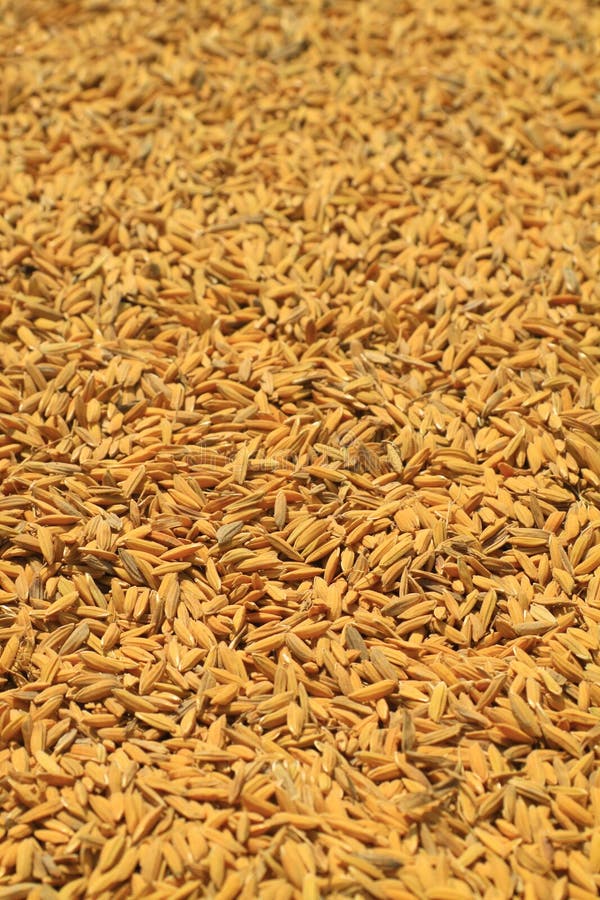 Rice seeds stock image. Image of paddy, background, grained - 21711791