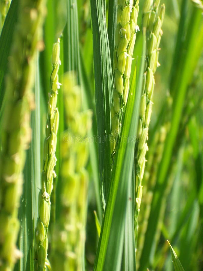 Rice Paddy Worker stock photo. Image of work, green, cambodia - 885576
