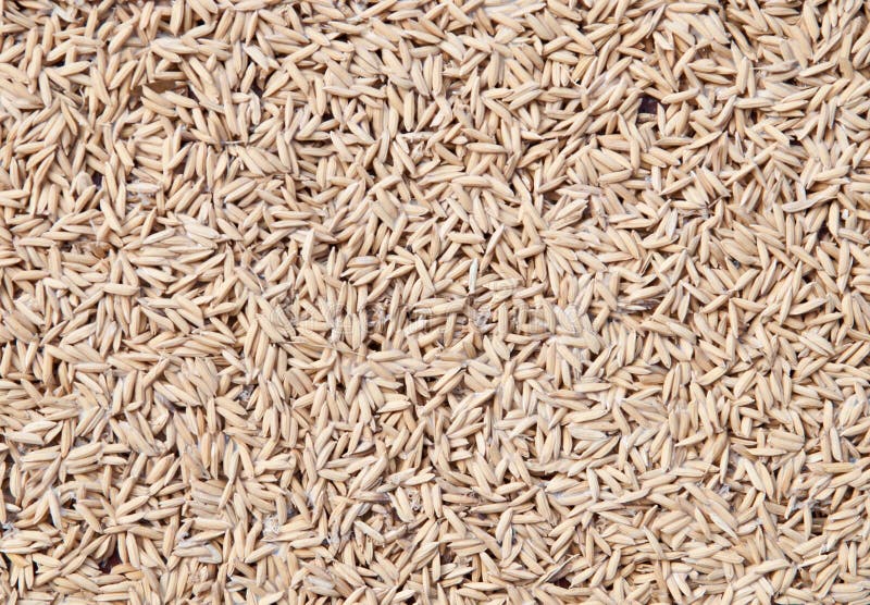 Rice seeds stock image. Image of cultivation, farmland - 23000241