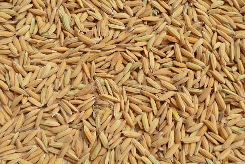 Rice seeds stock photo. Image of group, full, ingredient - 25547346