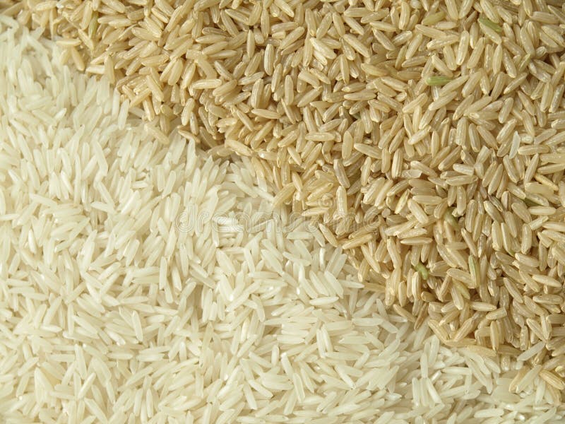 Rice Seeds Sprout in Paddy Field Stock Photo - Image of soil, phase ...