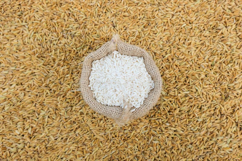 Rice seeds in a bag stock image. Image of agriculture - 131807265