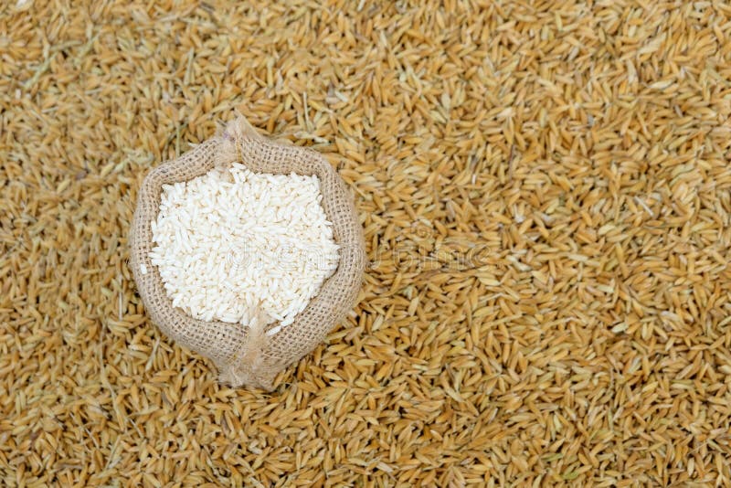 Rice seeds in a bag stock image. Image of farmer, cereal - 131807359