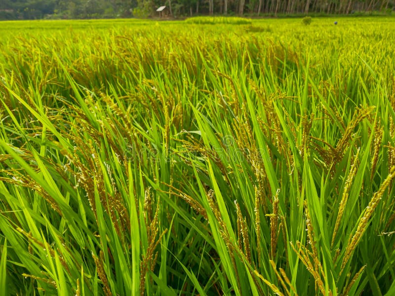 Rice Seeds Began To Emerge from the Trees in the Rice Fields. a Few ...