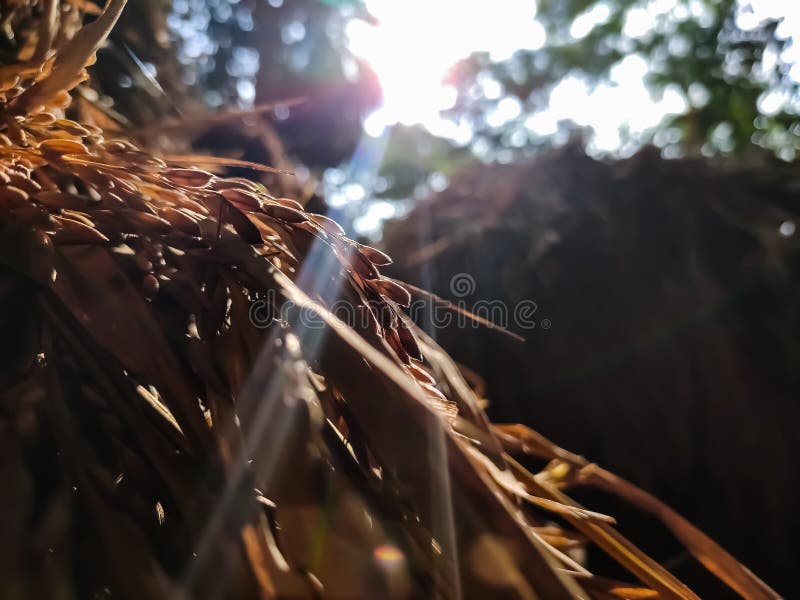 This is the Rice Seeds Close-up Shot when Sunlight Fall on this Seeds ...