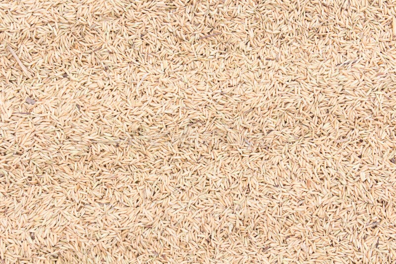 Rice seeds stock photo. Image of close, seed, health - 40607128