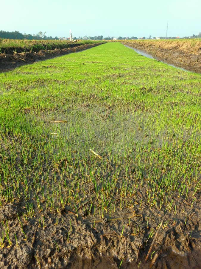 Rice seeds stock image. Image of pasture, grass, rice - 250662857