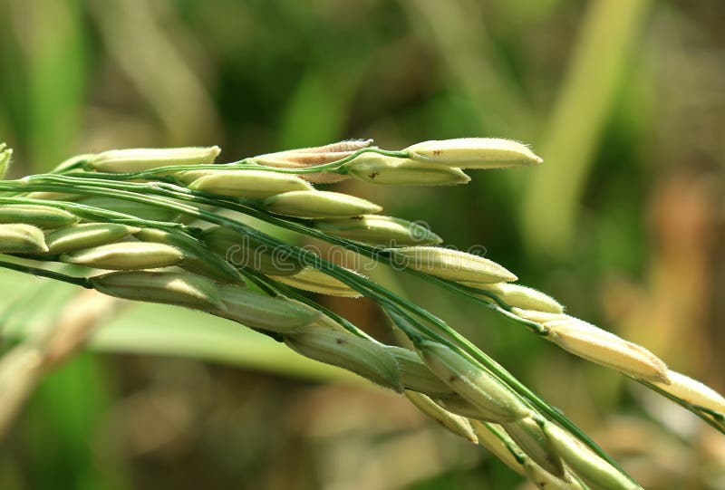 Rice seeds in the field stock image. Image of plants - 140255287