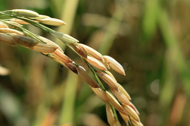 Rice seeds in the field stock photo. Image of asia, field - 140255992