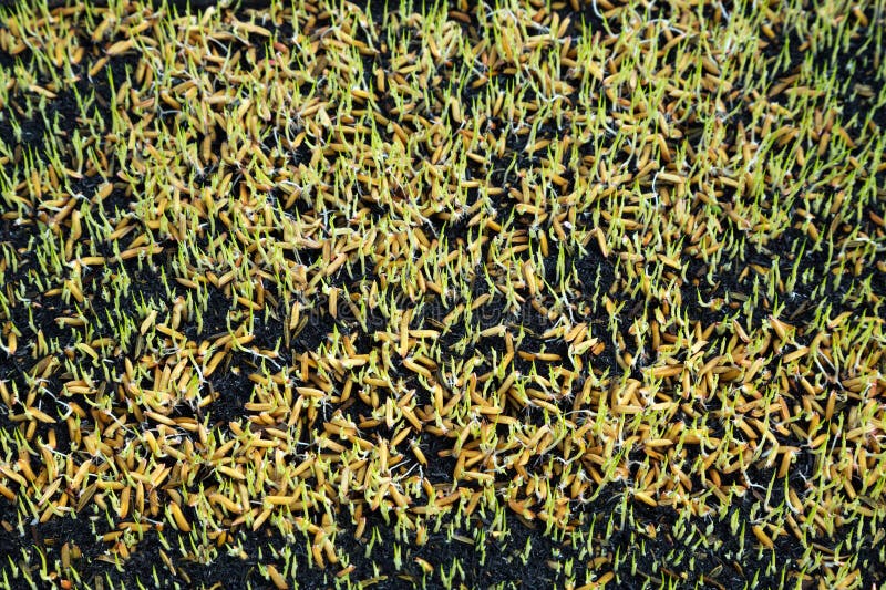 Rice seeds. stock image. Image of leaf, organic, grass - 277475377