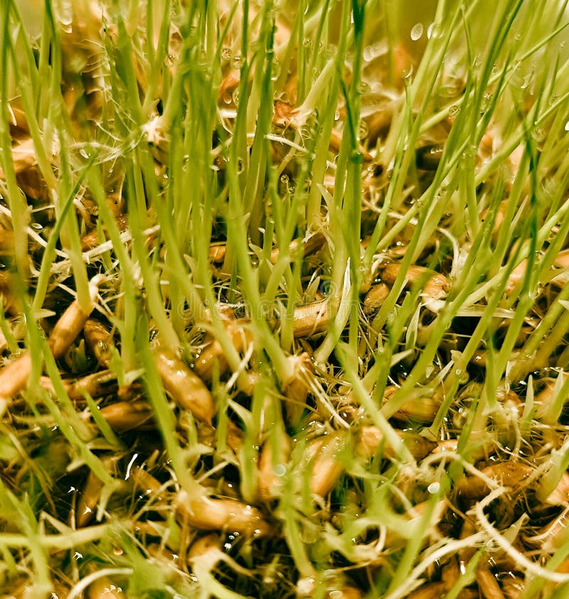 Seeds lens stock photo. Image of bushing, garden, home - 59553186