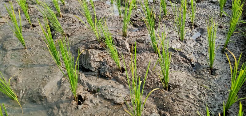Rice Seeds Have Just Been Planted Stock Image - Image of rice, planted ...