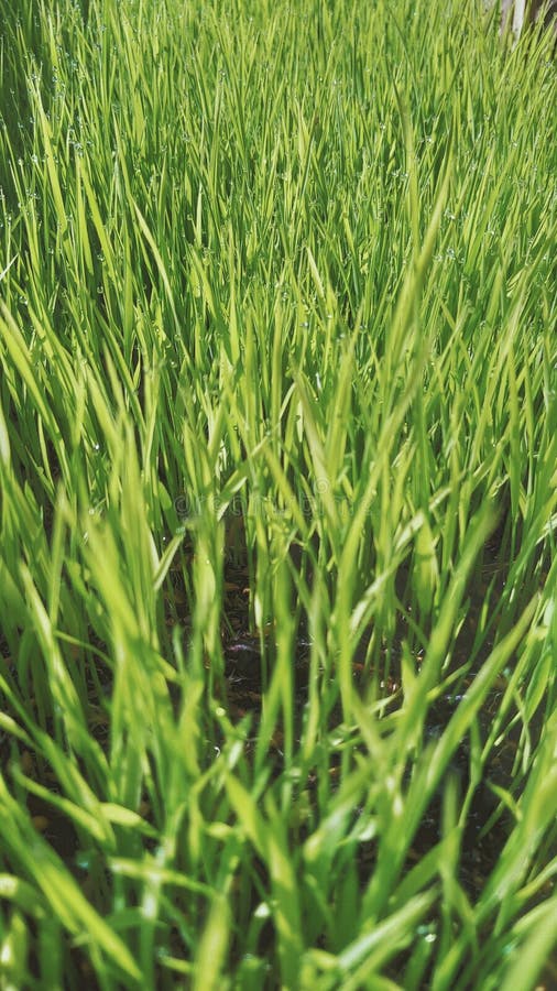 Beautiful Rice Seeds in the Morning Stock Photo - Image of green, seeds ...