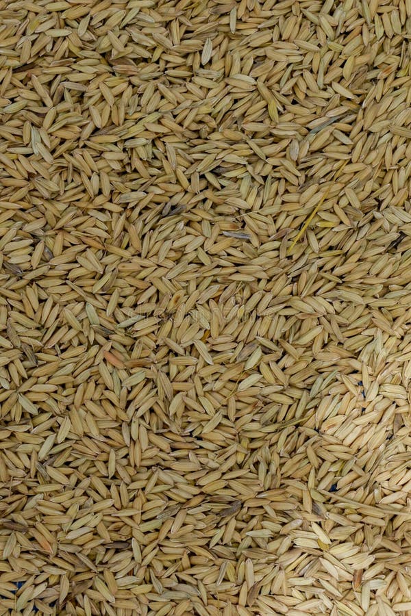 Rice Seeds Isolated Bellow the Sun Stock Image - Image of prairie ...