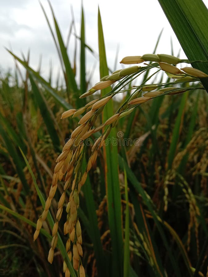 Rice Seeds in the Middle of Rice Fields a Green Leaf Stock Photo ...