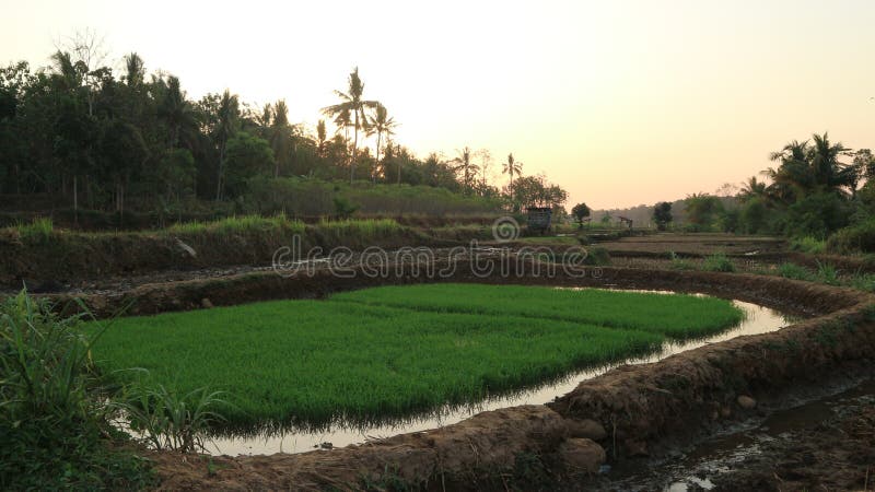 Rice Seeds in the Middle of Rice Fields Stock Image - Image of rice ...