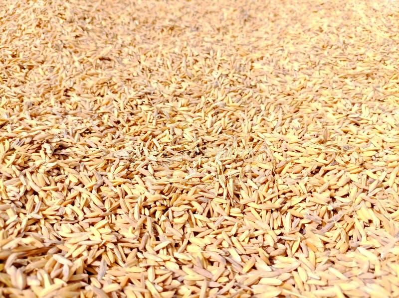 Rice Seeds that are Tied To Be Planted in the Fields Look Light Green ...