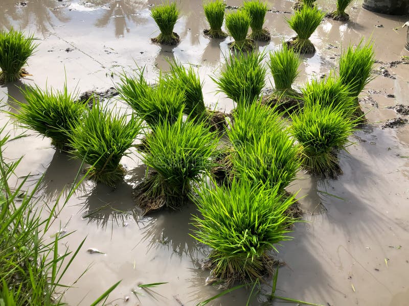 Rice Seeds that are Ready To Be Planted Stock Image - Image of leaf ...