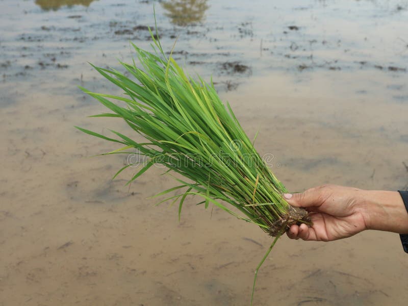 Rice Seeds are Ready To Be Planted in Rice Fields Stock Photo - Image ...