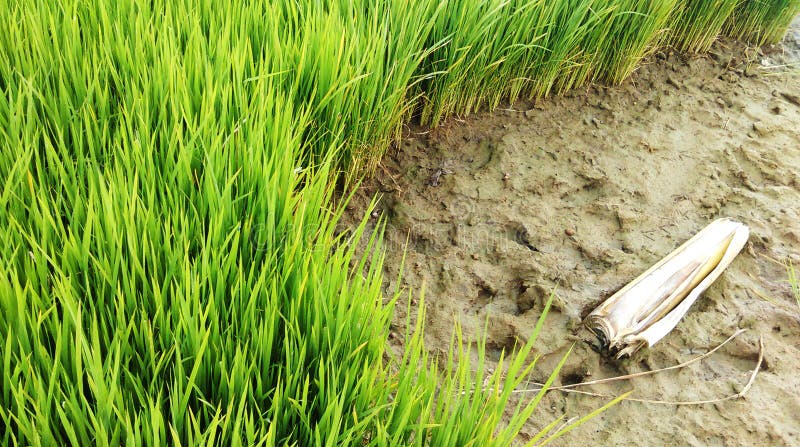 Rice Seeds Ready To Move To Rice Fields 2 Stock Image - Image of ...